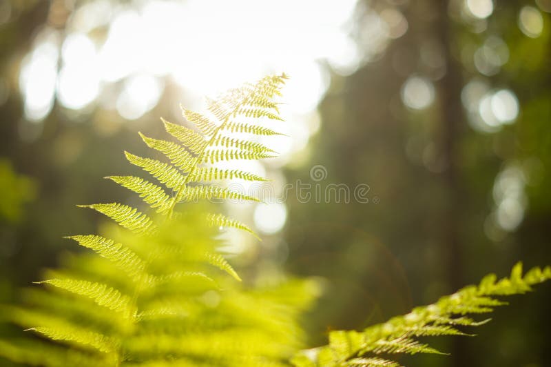 Fern leaf bokeh light stock image. Image of macro, close - 154895935