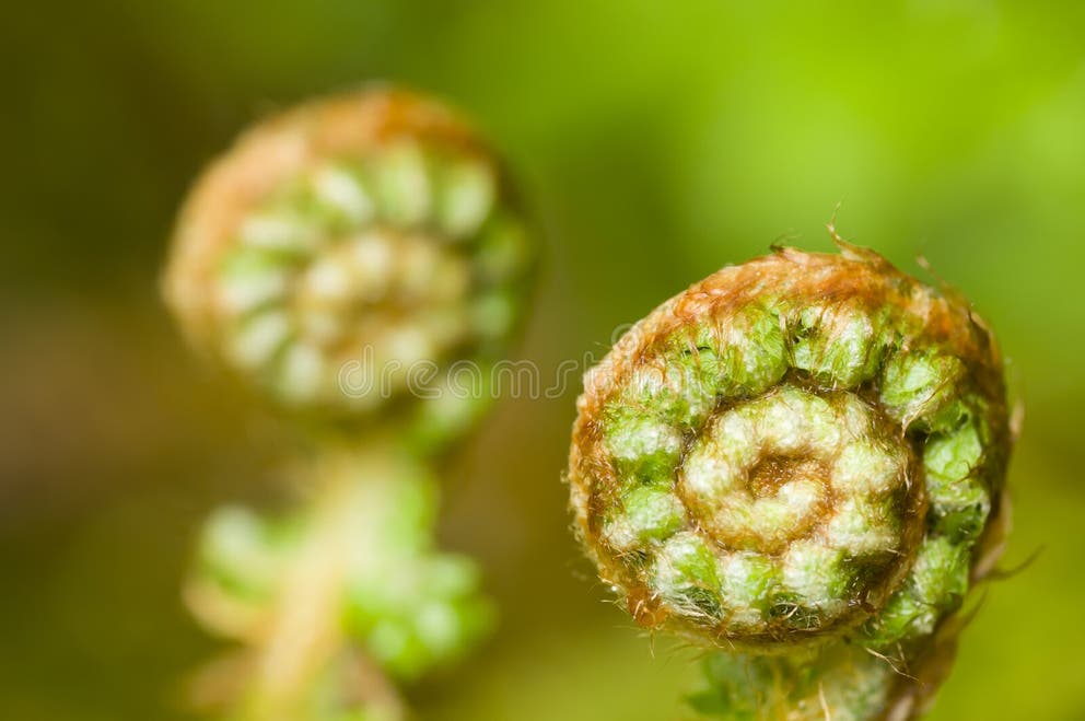 Fern leaf bud stock image. Image of closeup, gardening - 24242347