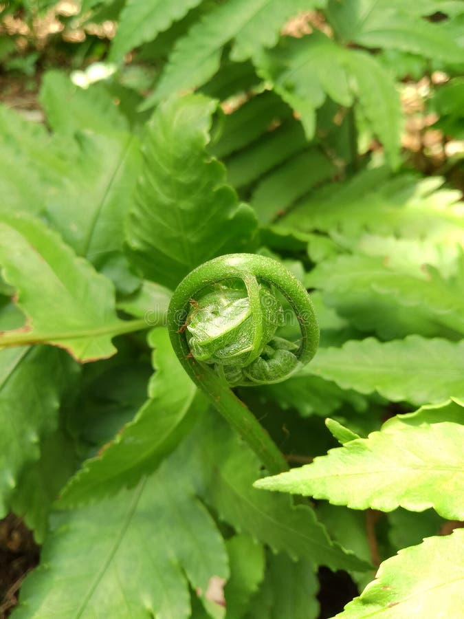 Fern leaf buds stock image. Image of fruit, vegetable - 248480383