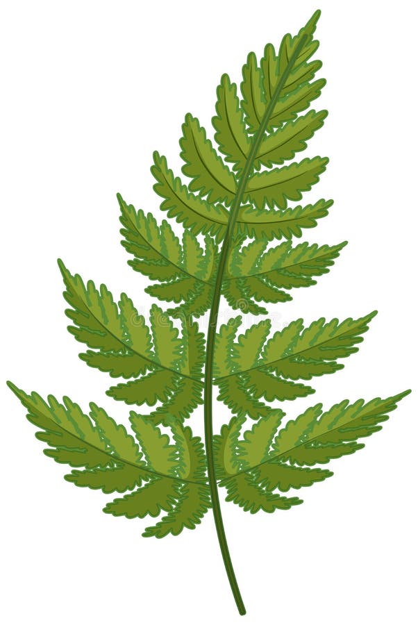 Fern Leaf in Cartoon Style Isolated Stock Vector - Illustration of ...