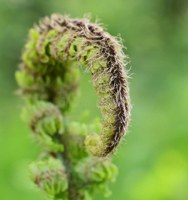 Fern Leaf Close Up Frontal Background Stock Image - Image of leaflet ...