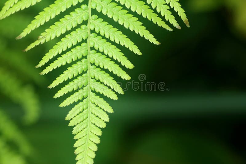 Fern Leaf stock image. Image of flora, fern, close, leaf - 63626381