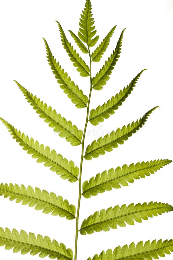 Fern Leaf stock photo. Image of color, nature, bright - 32040316