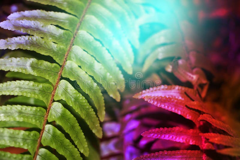 Fern Leaf in Cyan and Purple Neon Light Close-up Stock Photo - Image of ...
