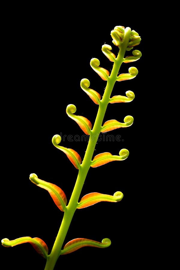 Fern stock photo. Image of botany, bush, pattern, environmental - 14443574