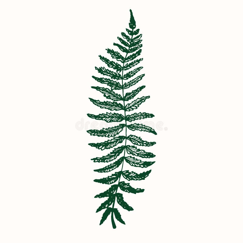 Fern Leaf, Doodle Black Ink Drawing, Woodcut Style Stock Vector ...