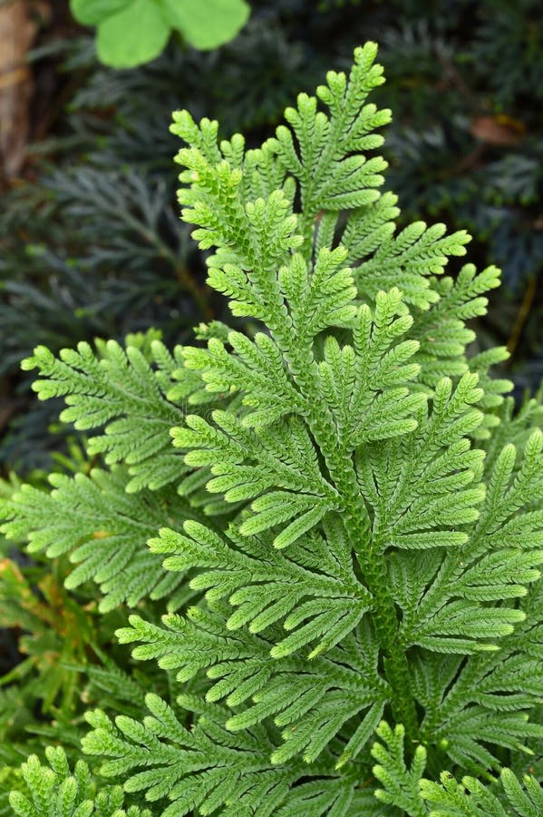 Fern Leaf. Fern Leaves Foliage Stock Photo - Image of lush, tree: 92501764