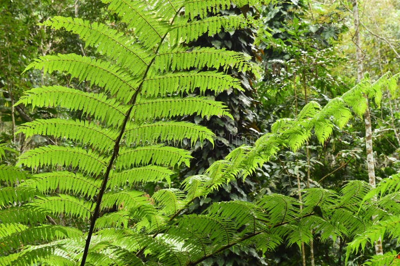 Fern Leaf. Fern Leaves Foliage Stock Photo - Image of rainforest ...