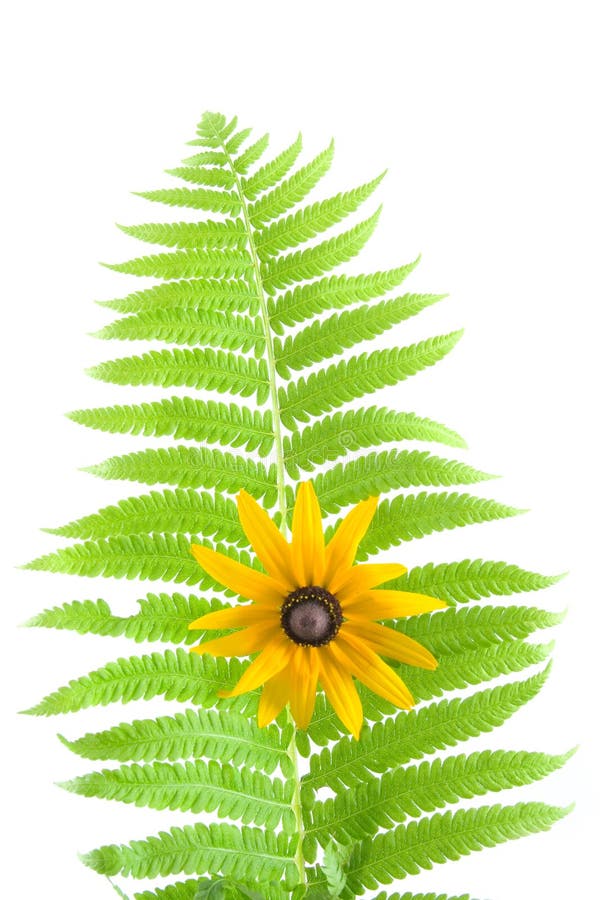 Fern leaf and flower stock photo. Image of flower, details - 12569266