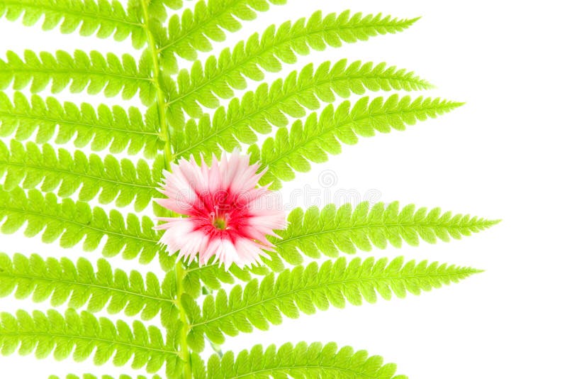 Fern leaf and flower stock image. Image of white, fern - 12709429