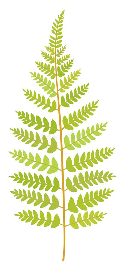 Fern Leaf. Forest Plant Vector Isolated Illustration Stock Vector ...