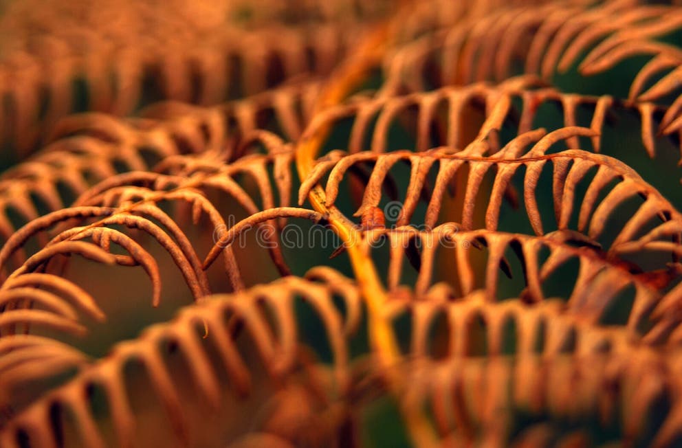 Fern Leaf Frond Autumn Fall Brown Macro Stock Image - Image of ...