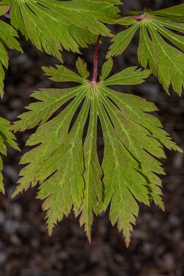 Full Moon Maple stock photo. Image of garden, leaf, fashion - 202312456
