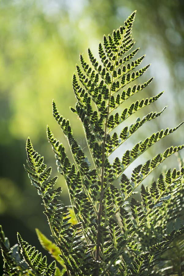 Fern Leaf on Green Forest Scenery Environment Stock Image - Image of ...