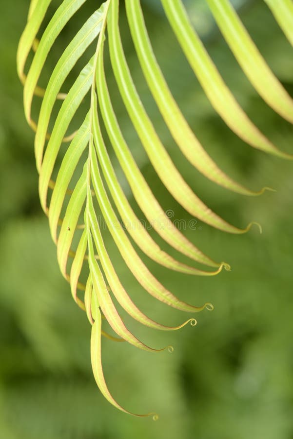 Fern leaf stock image. Image of green, shape, white, botany - 55560123