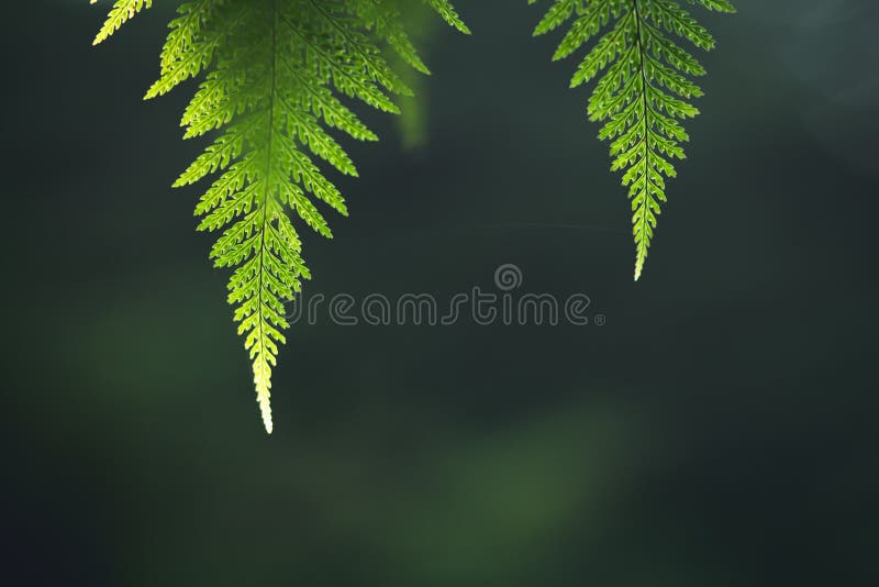 Fern Leaf Green Nature Background Evening Light Stock Image - Image of ...