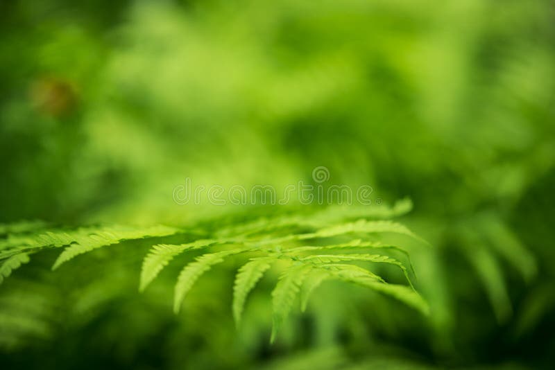 Fern Leaf in the Green Tropical Forest Stock Photo - Image of biology ...