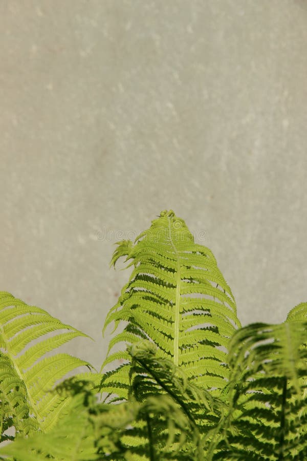 Fern Leaf on Grey Background. Place for Text. Stock Photo - Image of ...