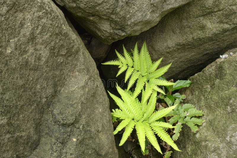 Fern Leaf Growing among the Rocks. Stock Image - Image of tropical ...