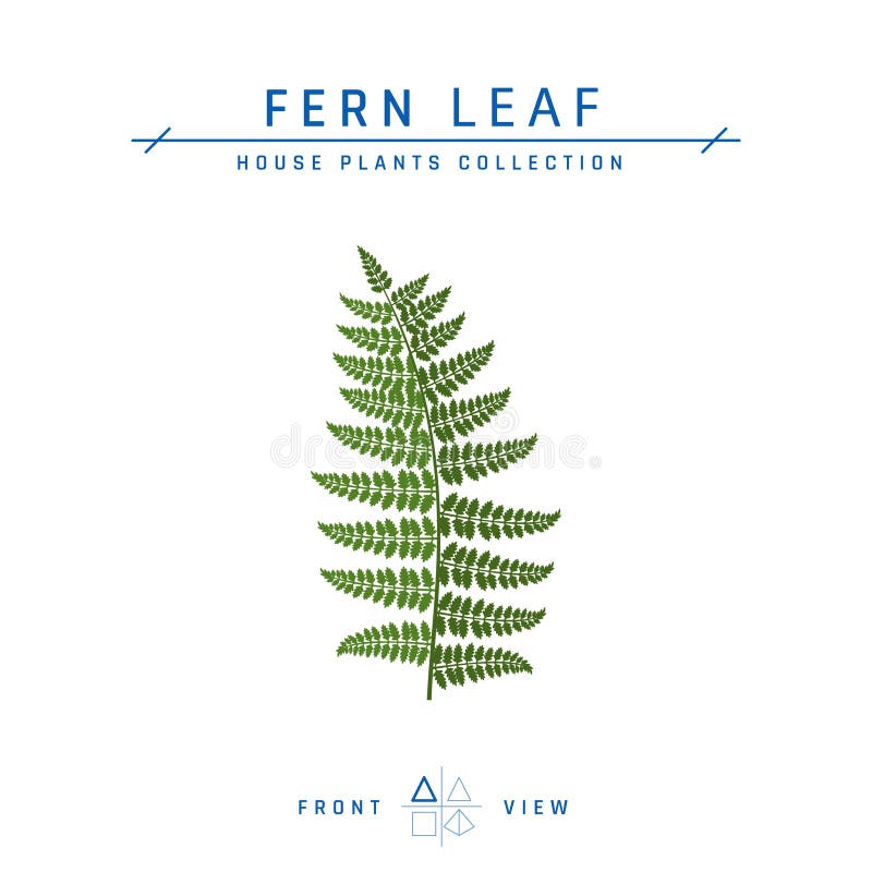 Fern Leaf Icon in Flat Style, Vector Stock Vector - Illustration of ...