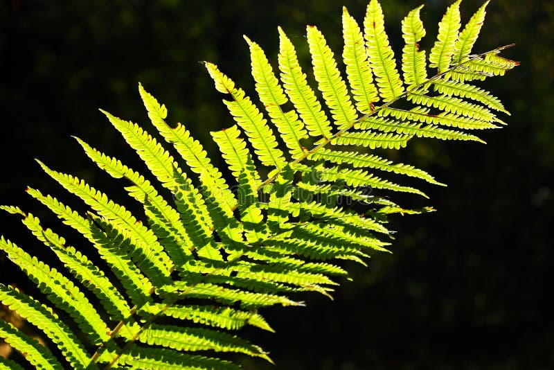 Fern stock image. Image of leaf, plant, summer, light - 37418529