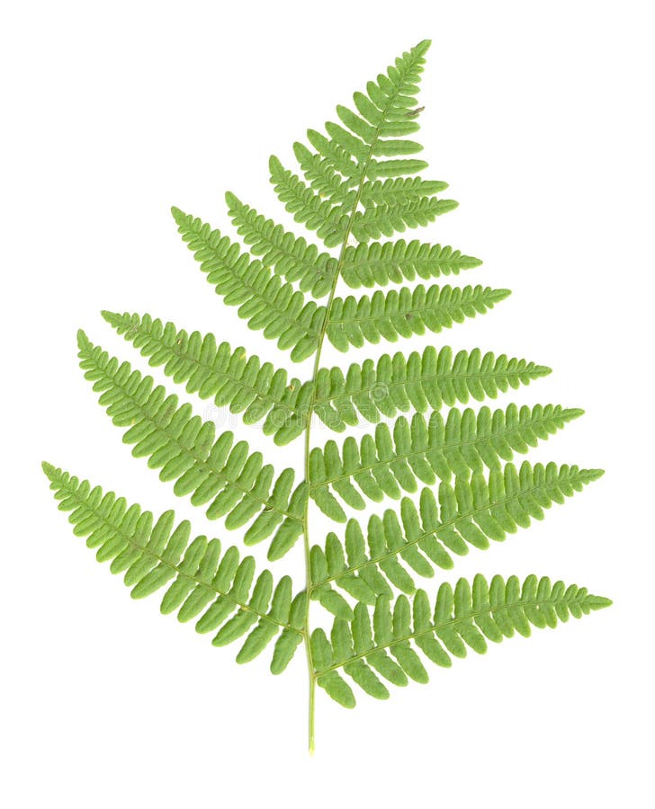 Fern Leaf isolated stock photo. Image of green, fern - 10038322