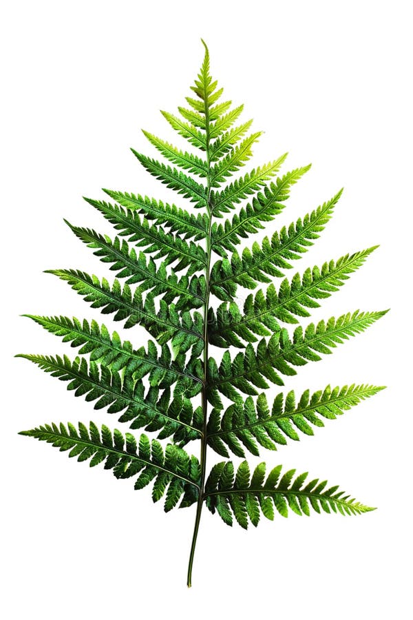 Fern Leaf Isolated on Transparent Background Stock Illustration ...