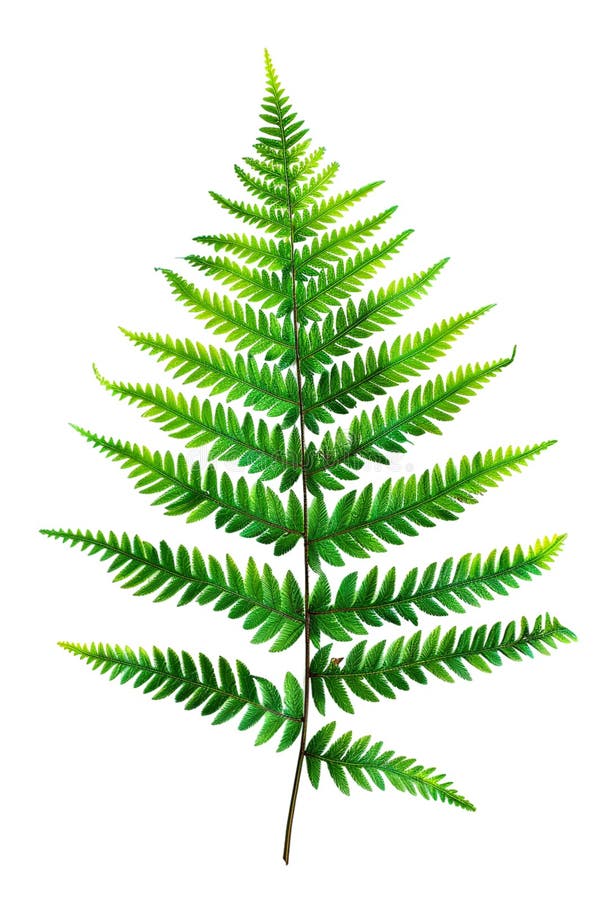 Fern Leaf Isolated on Transparent Background Stock Illustration ...