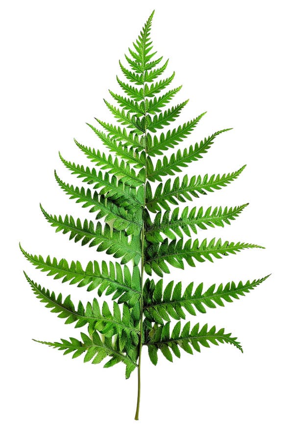 Fern Leaf Isolated on Transparent Background Stock Illustration ...