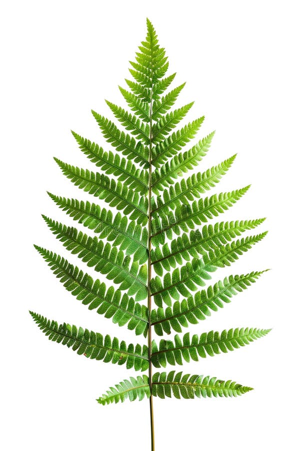 Fern Leaf Isolated on Transparent Background Stock Illustration ...
