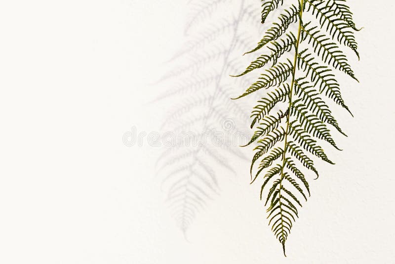 Fern Leaf and Its Shadow on a Wall. Natural Background Stock Photo ...