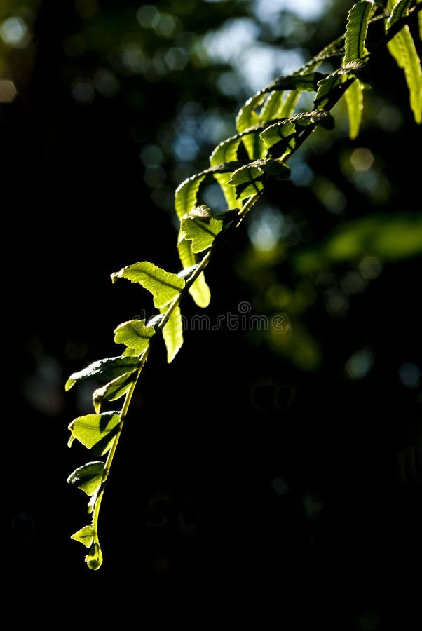 Fern leaf stock image. Image of biology, climate, frond - 72457481