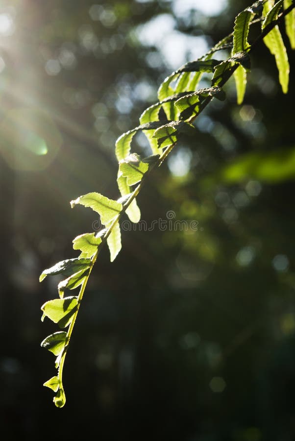 Fern leaf stock image. Image of design, green, pattern - 72458251