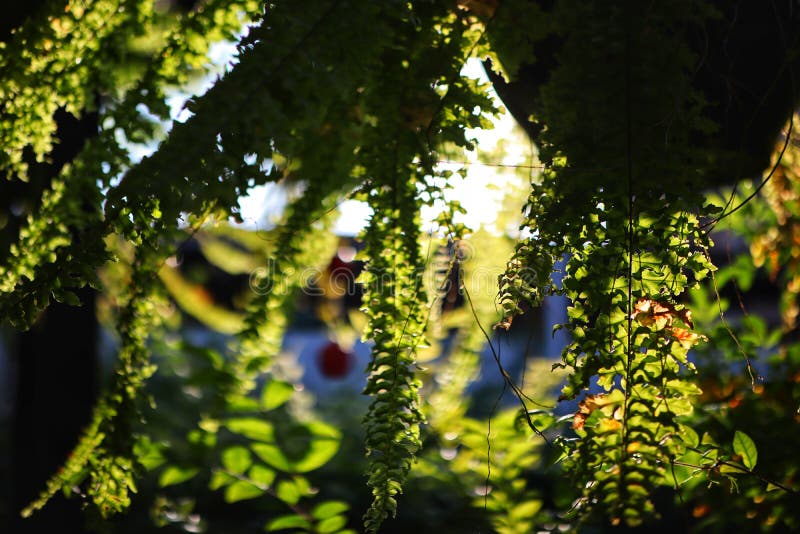 Fern Leaf, Light and Shadow from the Morning Sun, Abstract Image ...