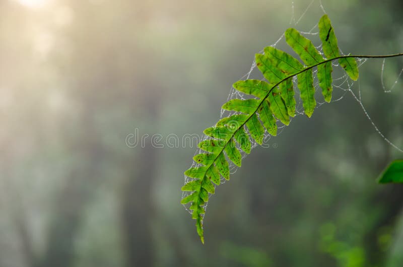 Fern leaf stock image. Image of photosynthesis, fern - 78452301
