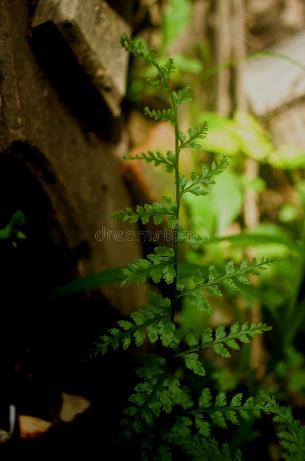 Fern leaf like ladder stock photo. Image of leaf, natural - 175240974