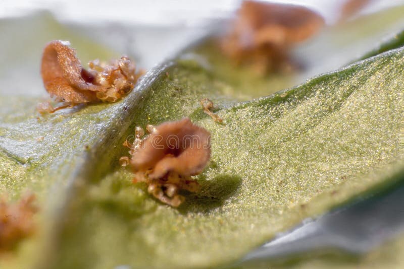 Fern leaf macro stock photo. Image of fern, closeup, plant - 88654706