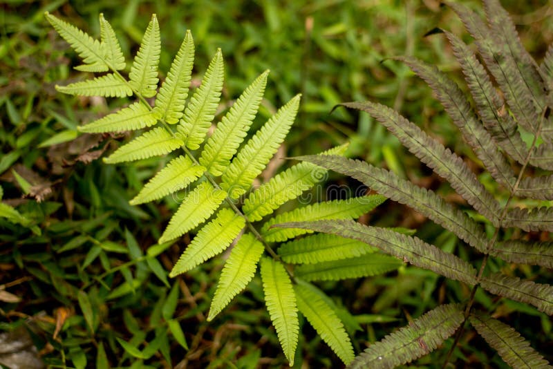 Fern Leaf in the Middle of Grass Stock Image - Image of tropical ...