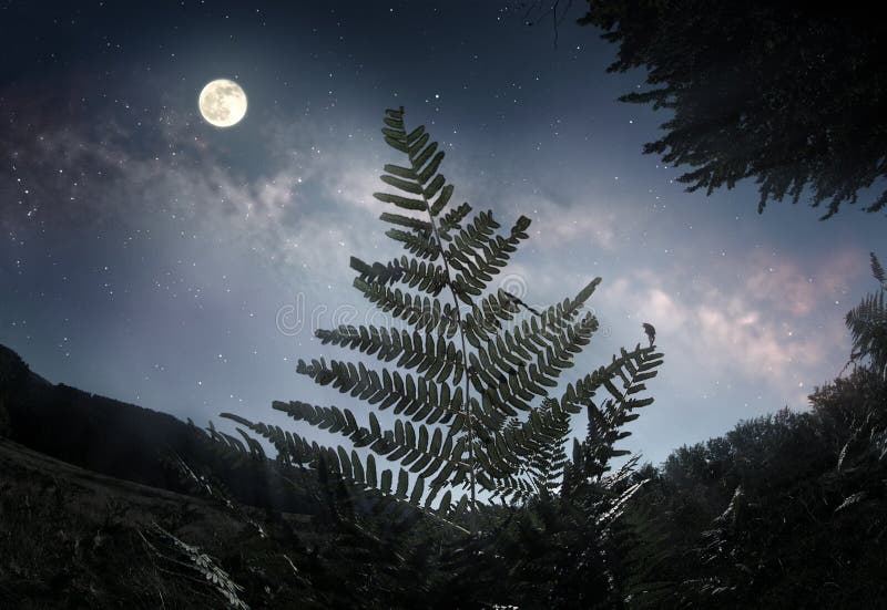 Fern leaf in the moonlight stock photo. Image of field - 99379376