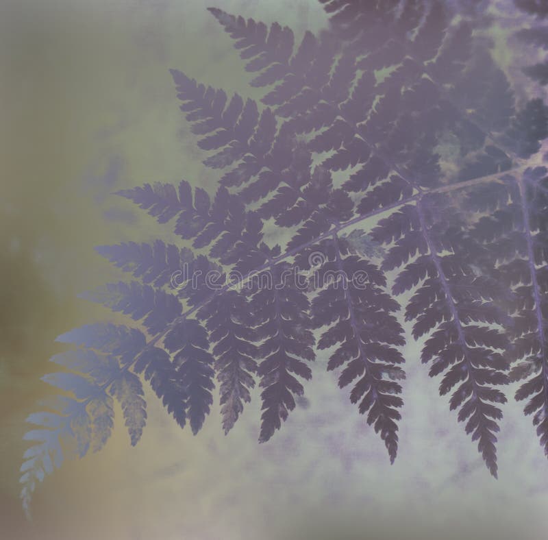 Fern Leaf stock photo. Image of design, leaf, artistic - 44716402