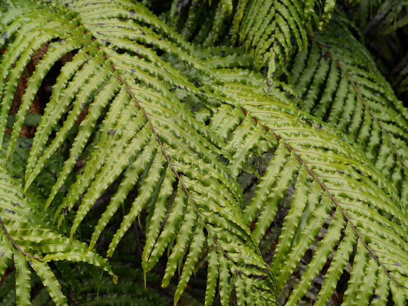 Fern leaf stock photo. Image of leaf, nature, fern, hollyfen - 13030640