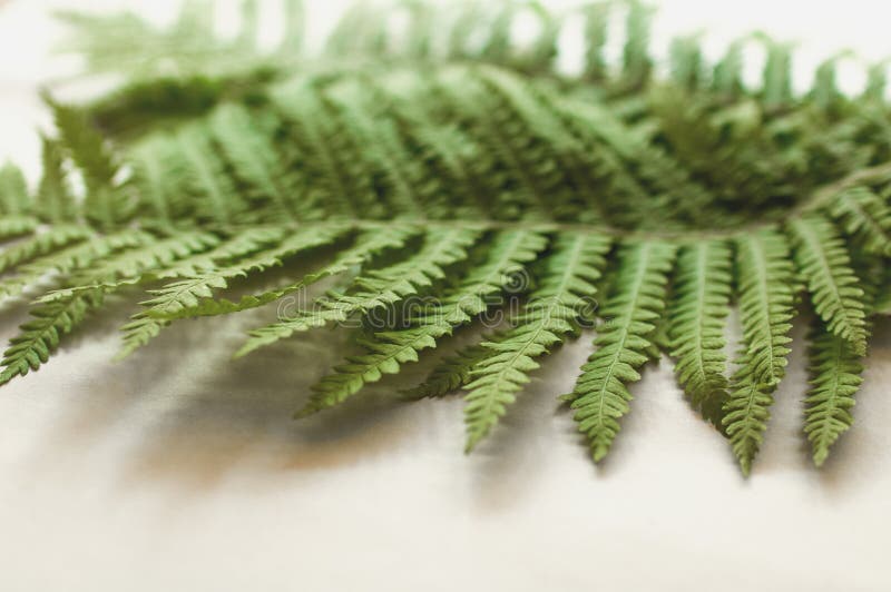 Fern Leaf on Paper Background Stock Image - Image of bright, growth ...
