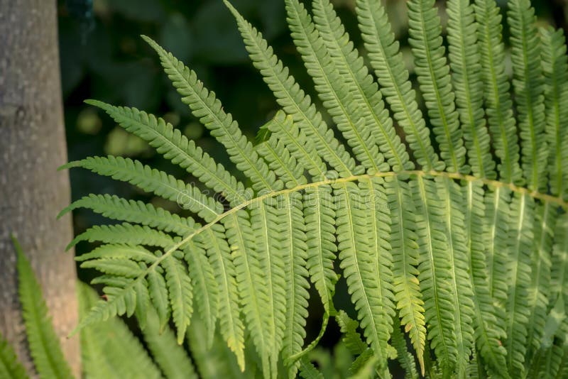 Fern Leaf in the Picturesque Twilight Under the Trees. Stock Photo ...