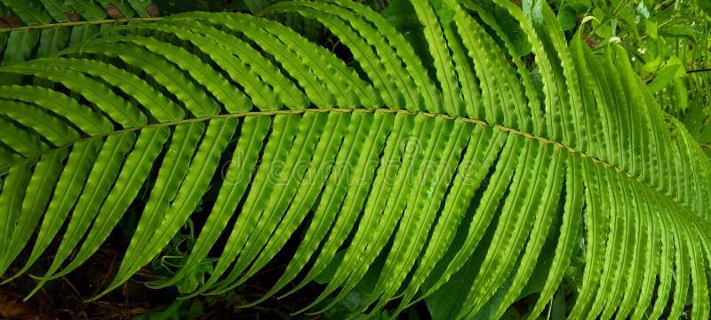 Fern leaf planter stock image. Image of leaf, leaves - 332675613