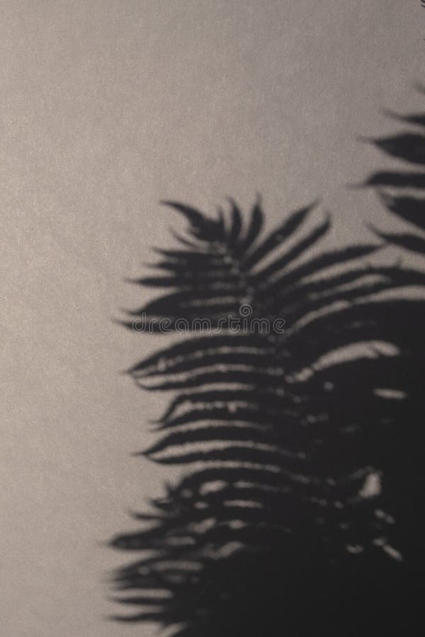 Fern Leaf Reflection. Tropical Wallpaper Shadow. Copy Space Stock Photo ...