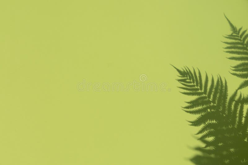 Fern Leaf Reflection. Tropical Wallpaper Shadow. Copy Space Stock Image ...