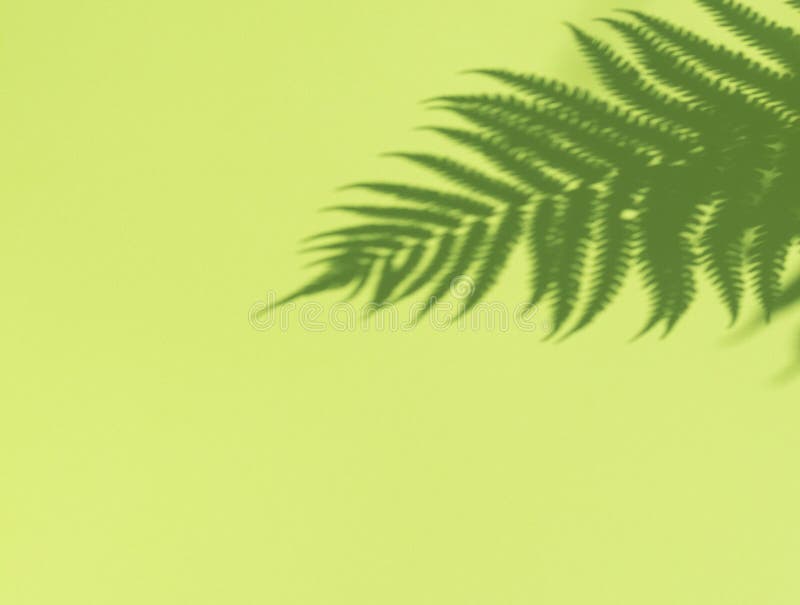 Fern Leaf Reflection. Tropical Wallpaper Shadow. Copy Space Stock Image ...