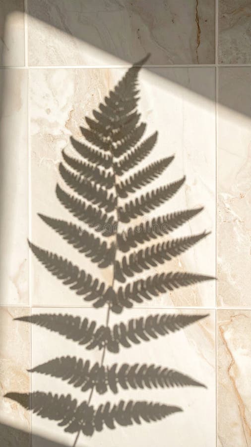 Fern Leaf Shadow on Beige Tile Background Stock Illustration ...