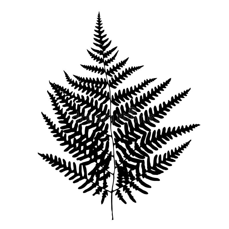 Fern leaf silhouette. stock vector. Illustration of hawaiian - 99665795