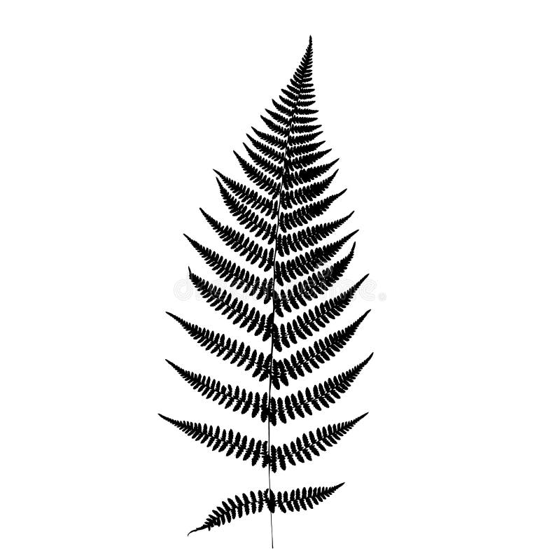 Fern leaf silhouette. stock vector. Illustration of sign - 99193802 Fern leaf silhouette. stock vector. Illustration of sign - 99193802